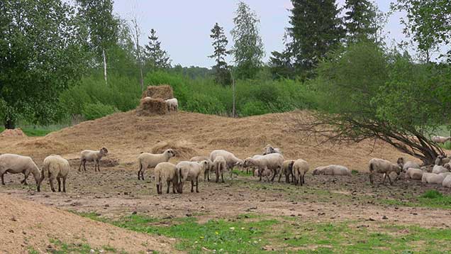 7 things you didn’t know about farming in Latvia - Farmers Weekly