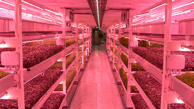 What London’s underground farm is like - Farmers Weekly