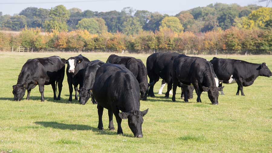 Top 10 causes of death in a beef herd - Farmers Weekly