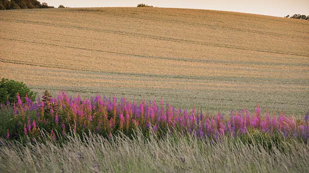 Tips on how to apply for mid-tier Countryside Stewardship - Farmers Weekly