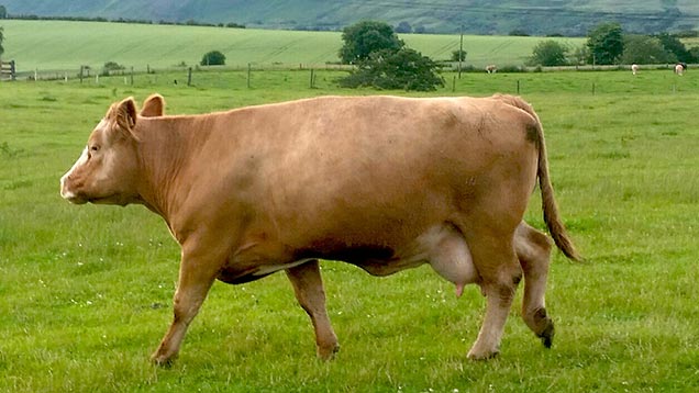 Livestock Legends: Pick of the best suckler cow entries - Farmers Weekly