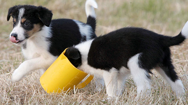 Opinion: Why I hate electric-shock dog collars - Farmers Weekly