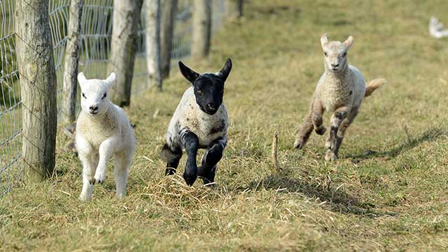 Video: Confused sheep that think they are a different animal - Farmers ...