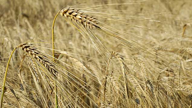 5 top-yielding winter barley varieties of 2015 harvest - Farmers Weekly