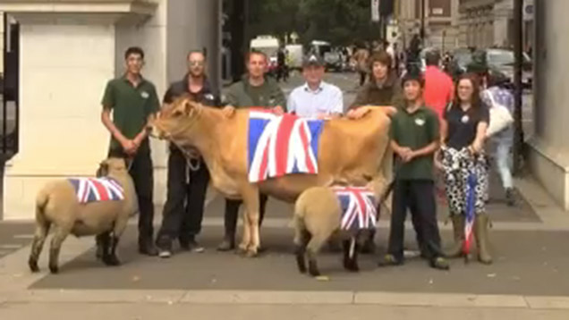 Video: Cow and sheep help get prices crisis message to Londoners ...