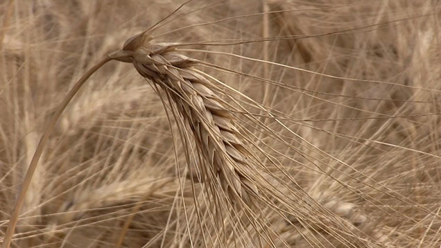 Harvest 2015: 5 top-yielding winter wheat varieties - Farmers Weekly