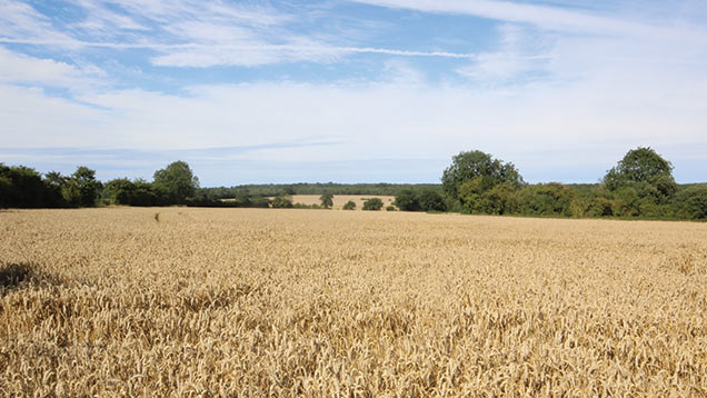 East Anglian arable blocks enter summer market - Farmers Weekly