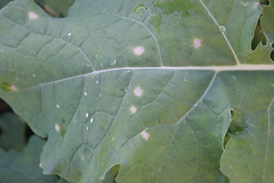 Early threat of phoma in oilseed rape this year - Farmers Weekly