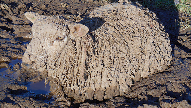 Farmer told to pay £18,550 after sheep die in mud - Farmers Weekly