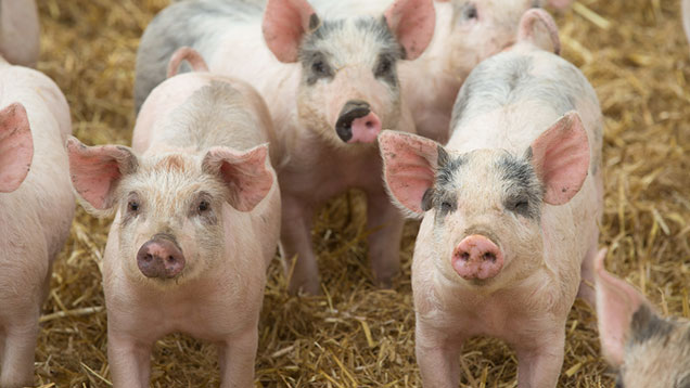 New pig flu strain may be going undetected on farms - Farmers Weekly