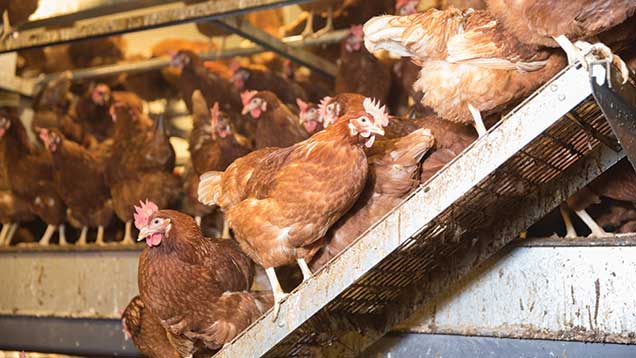 Poultry specialists put free-range into perspective - Farmers Weekly