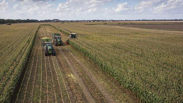 Maize 'on the verge' of harvest in the South - Farmers Weekly