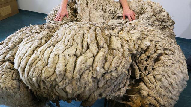 Photos and video: Record-breaking 40kg fleece sheared from Oz sheep ...
