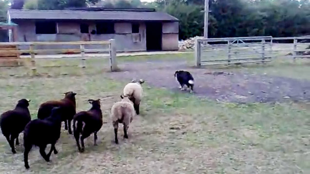 Videos: 5 funny livestock fails - Farmers Weekly