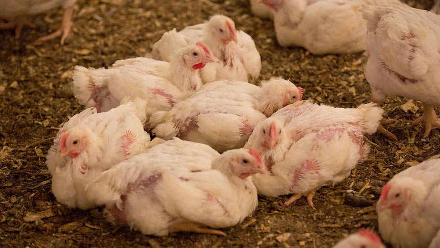 SRUC to build new 'world class' poultry research centre - Farmers Weekly