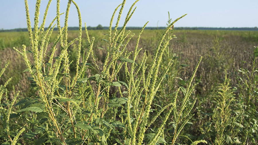 How glyphosate-resistant weeds will infest all US crops by 2020 ...