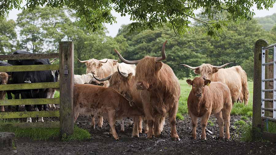 Reader safety tip: Open gates at arm's length to avoid knocks - Farmers ...