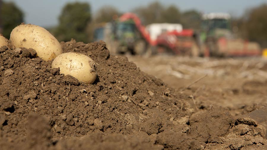 Suffolk and Scottish spud farms join strategic potato project - Farmers ...
