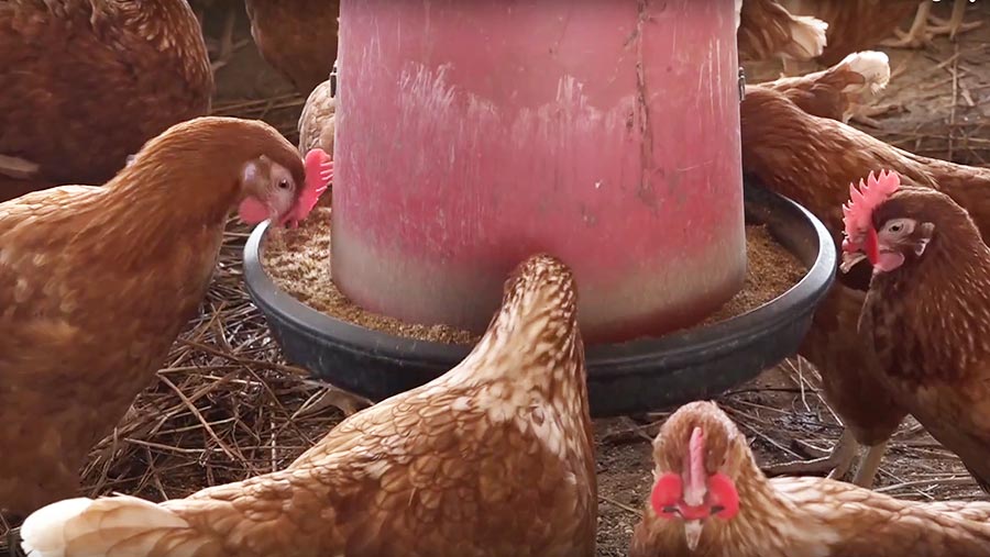 Video: Farming insects to feed poultry - Farmers Weekly