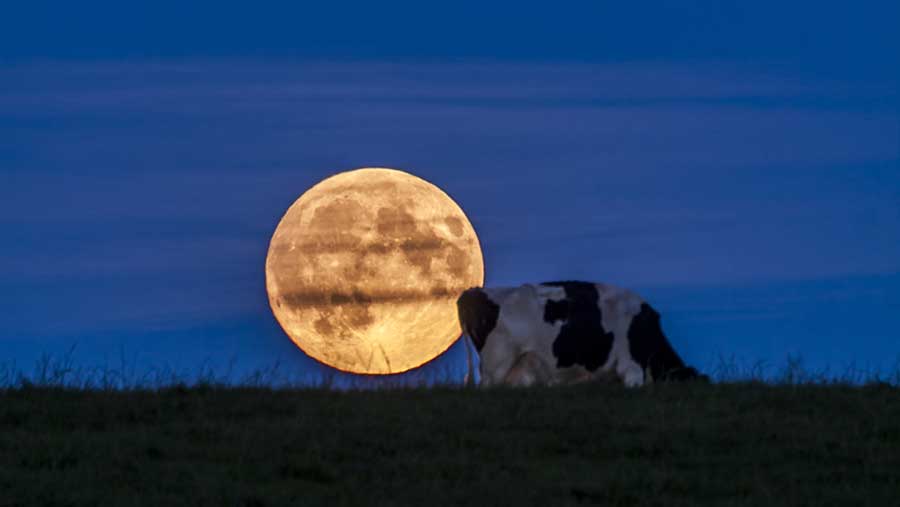 Cow Moon