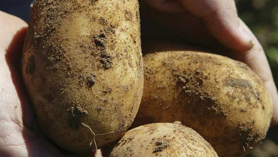 Potato sector on the hunt for fresh talent - Farmers Weekly