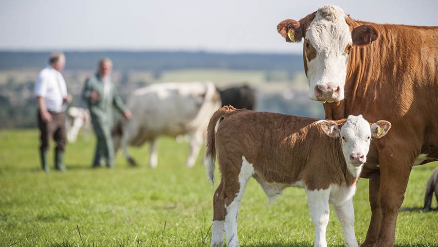 Beef focus farm: How to produce one calf a cow every year - Farmers Weekly