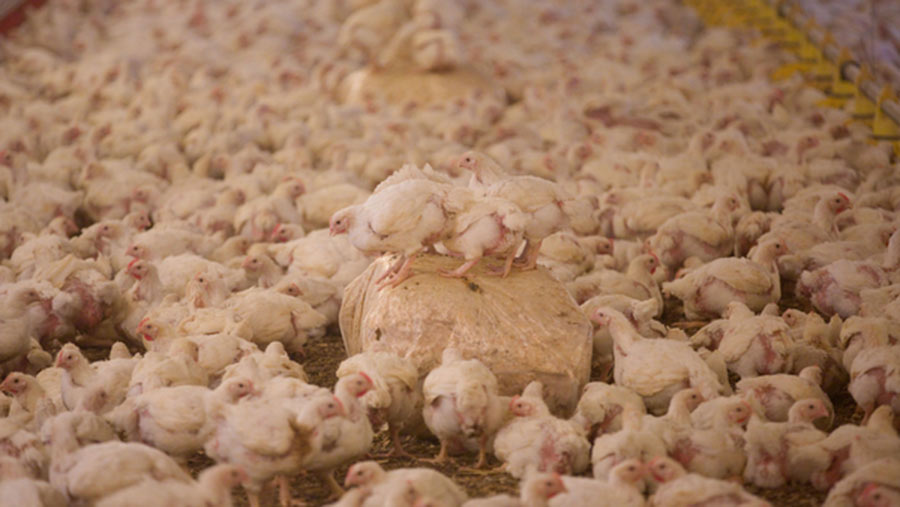 Norfolk firm reveals broiler unit expansion plans - Farmers Weekly