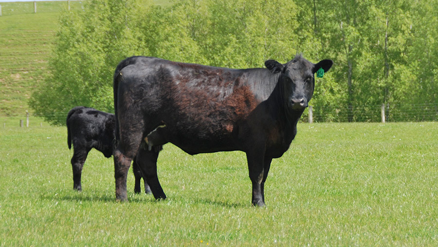 Carcass data helps produce high-quality grass-fed beef - Farmers Weekly