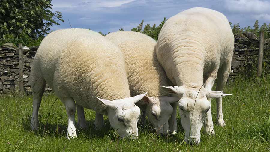 Test to detect incurable sheep cancer in development - Farmers Weekly