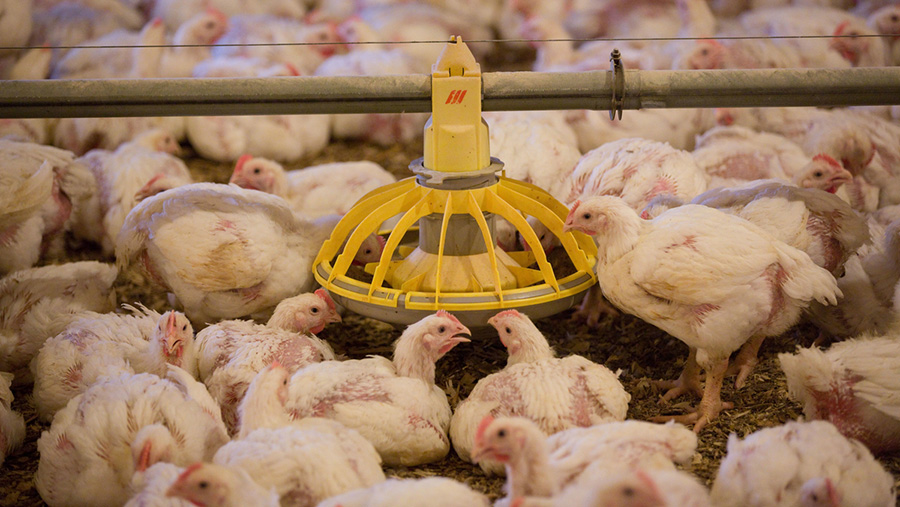 Ross celebrates 60 years in broiler genetics - Farmers Weekly