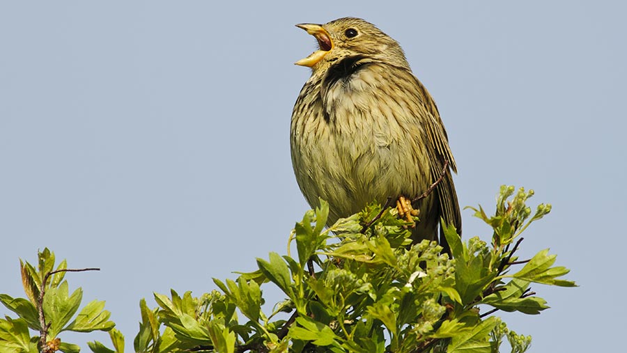 Quiz: Can you spot 6 common farmland birds? - Farmers Weekly
