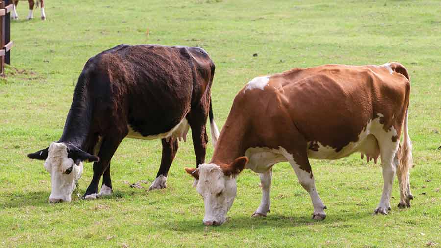 9-step guide to setting up a beef grazing rotation - Farmers Weekly