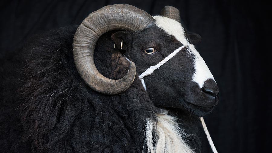 Photos: Atmospheric shots of rare breeds - Farmers Weekly