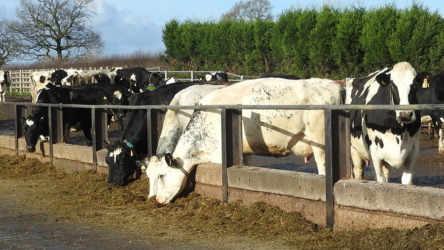 How quality forage upped farm's milk from forage and yields - Farmers ...