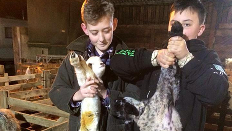 Is 'Dino' the biggest lamb of 2016? - Farmers Weekly