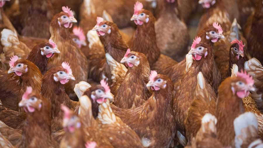 Top poultry farmers offer business outlook - Farmers Weekly