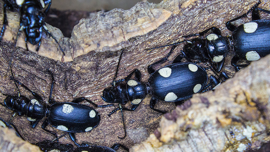 Insect interest sparks Welsh farmer's diversification - Farmers Weekly
