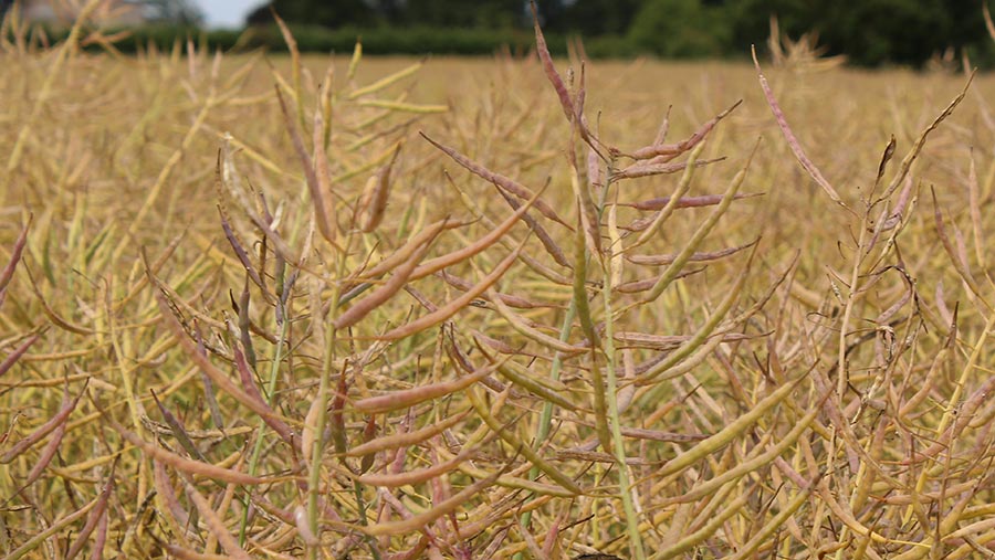 Harvest 2016: Top 5 yielding oilseed rape varieties - Farmers Weekly