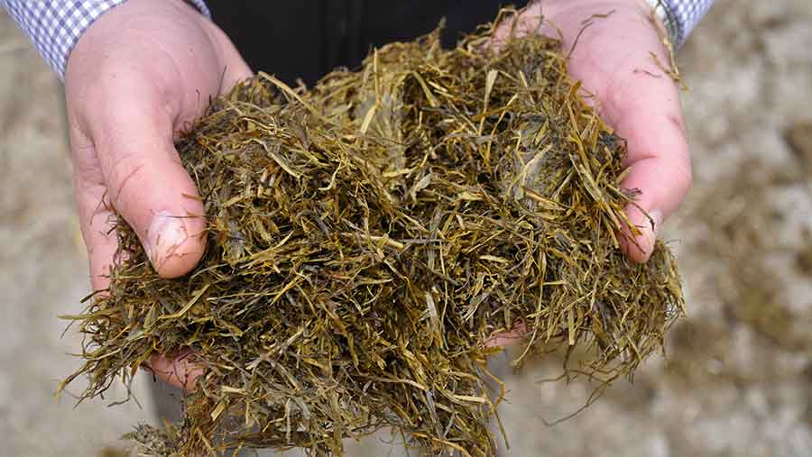 Switch to a three-cut silage system doubles milk from forage - Farmers ...