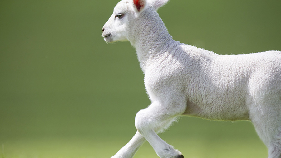 Farmers face abuse and anxiety over sheep worrying - Farmers Weekly