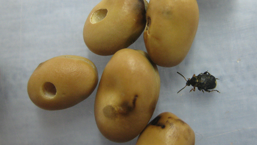 5 easy steps to tackling bruchid beetle damage - Farmers Weekly