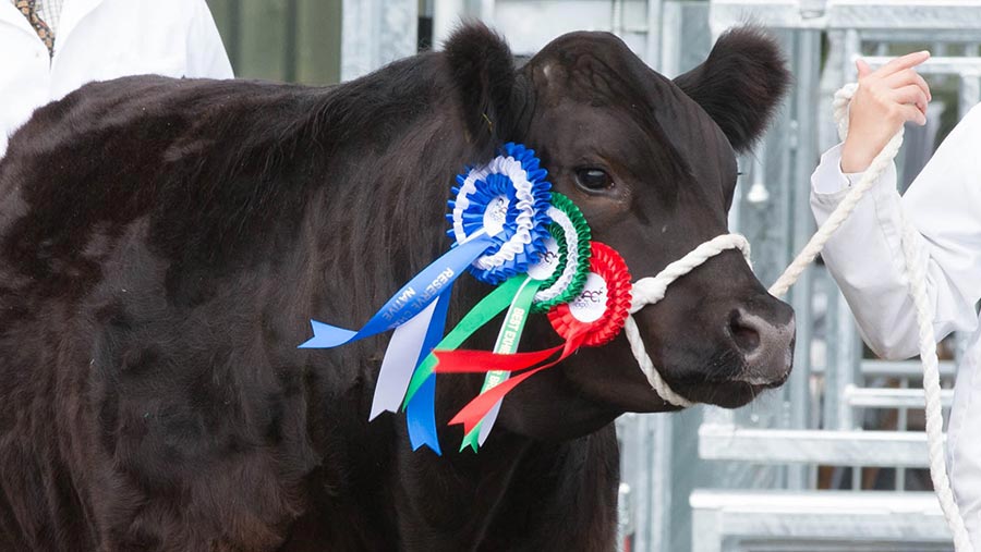 Heifers claim champion and reserve at Beef Expo - Farmers Weekly