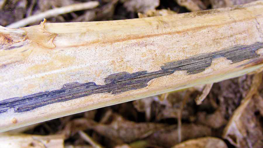 Which OSR varieties to choose next year for light leaf spot resistance ...