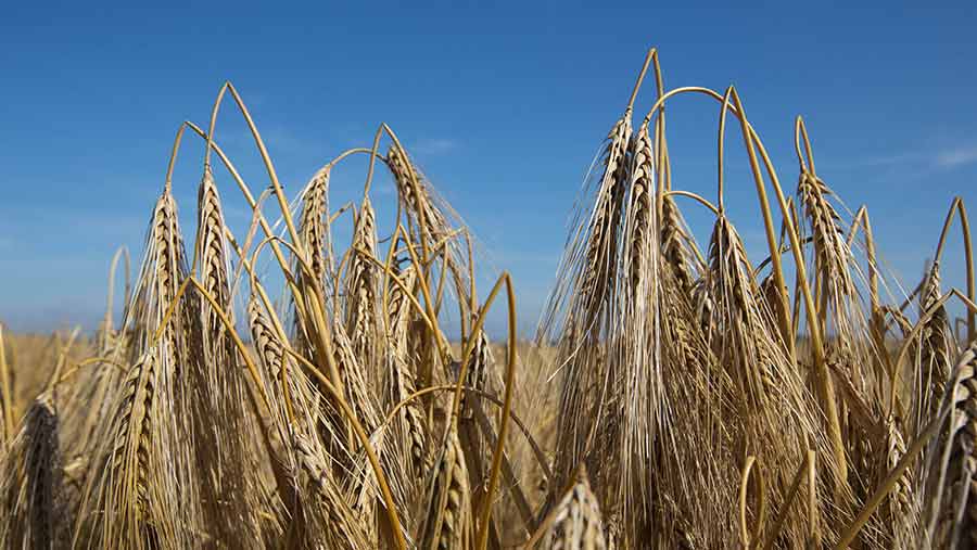 Harvest 2016: Top 5 yielding winter barley varieties - Farmers Weekly