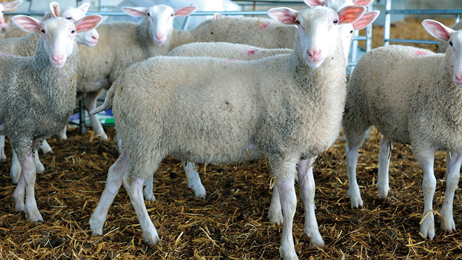 How to get good returns from milking sheep - Farmers Weekly