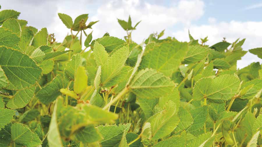 Advantages of spring-sown soya in battle against blackgrass - Farmers ...