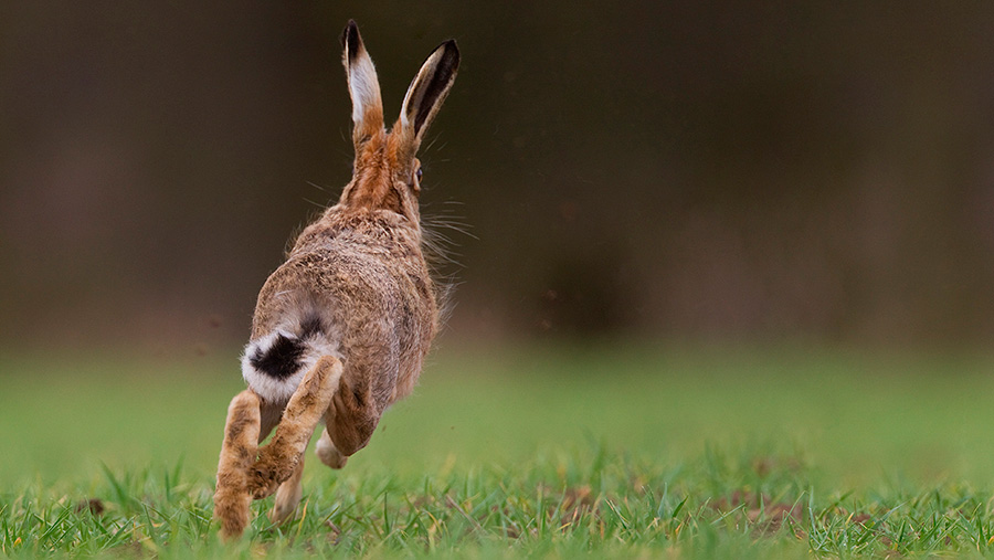 Rural police target hare coursing and poaching gangs - Farmers Weekly