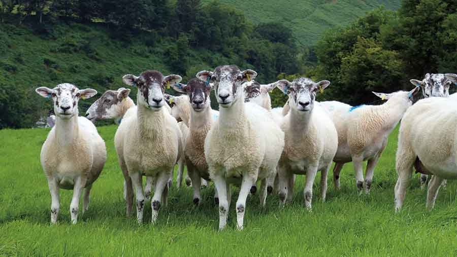 Sire switch gears up production on Cumbrian sheep farm - Farmers Weekly