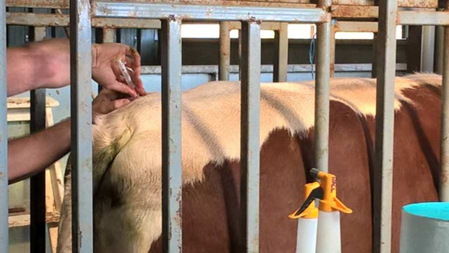 Mobile cattle IVF service launched for UK breeders - Farmers Weekly