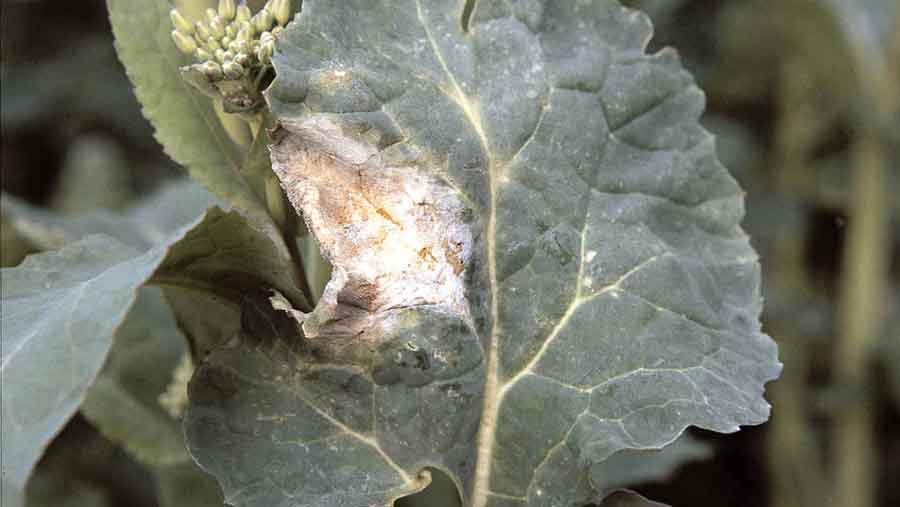 How to tackle light leaf spot in OSR - Farmers Weekly